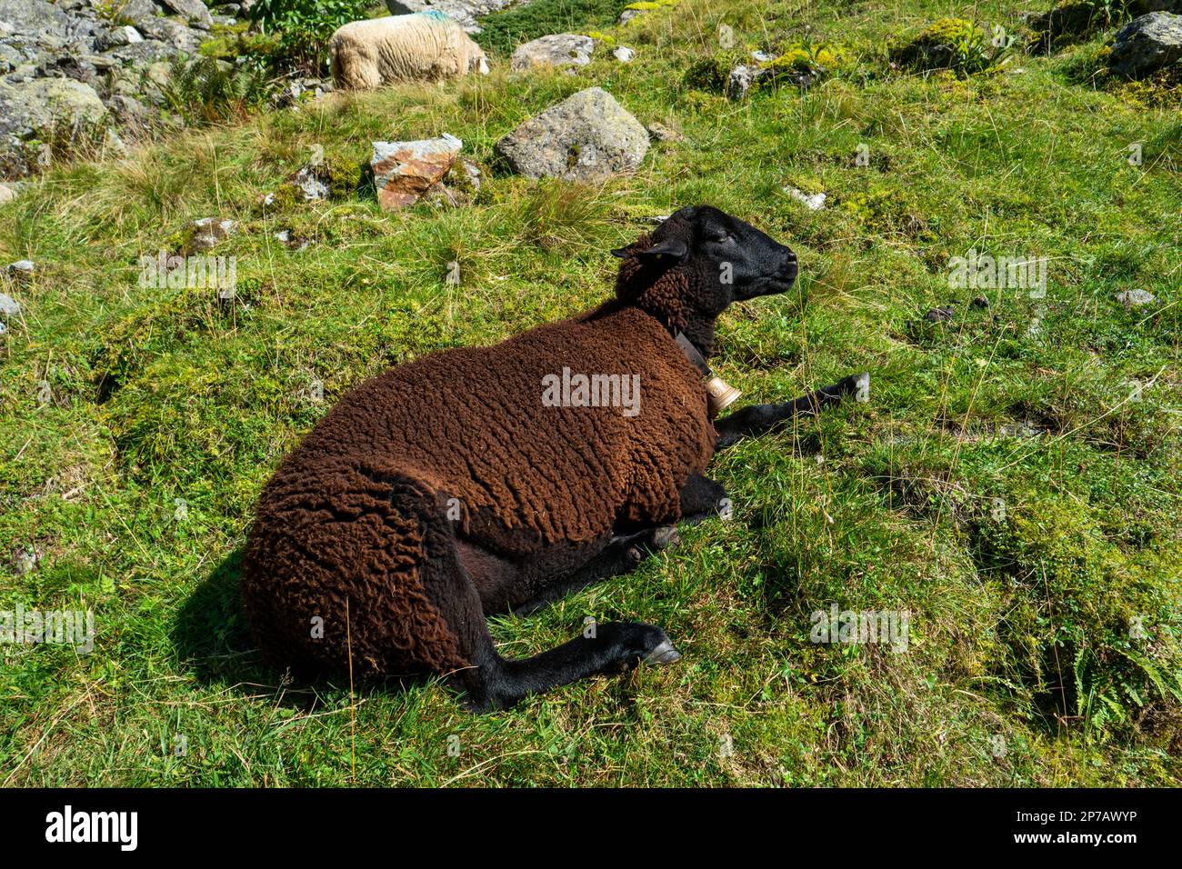 Single black sheep sitting down resting after grazing in the Swiss Alps ...