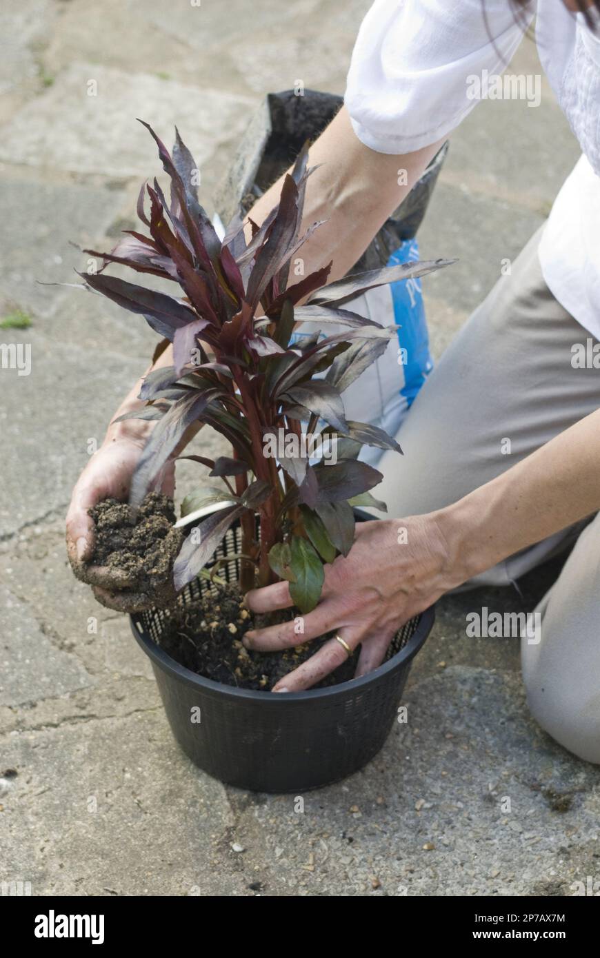 Planting up plastic mesh container for pond garden plant project 1 ...