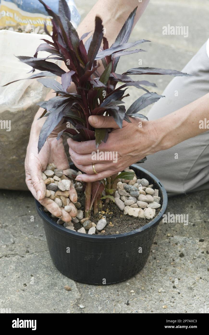 Planting up plastic mesh container for pond garden plant overlaying ...