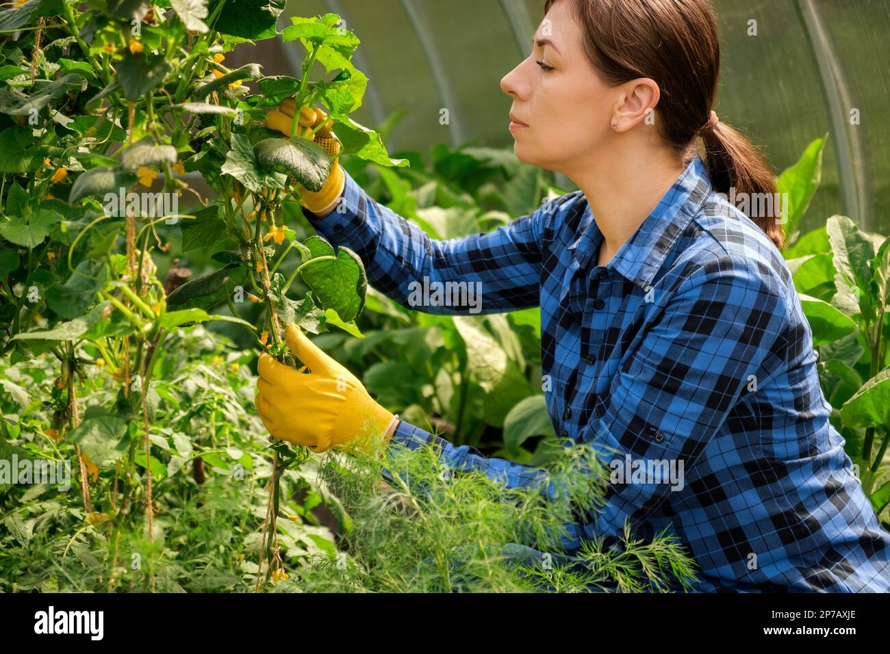Woman farmer inspecting cucumber plants quality in modern greenhouse ...