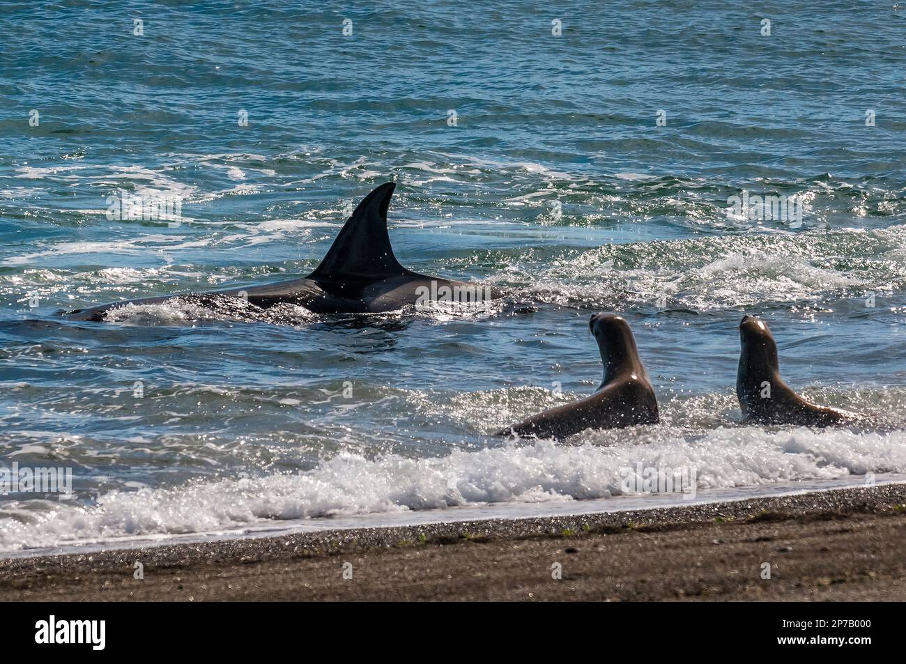 Killer whale hunting sea lions, Patagonia, Argentina Stock Photo - Alamy