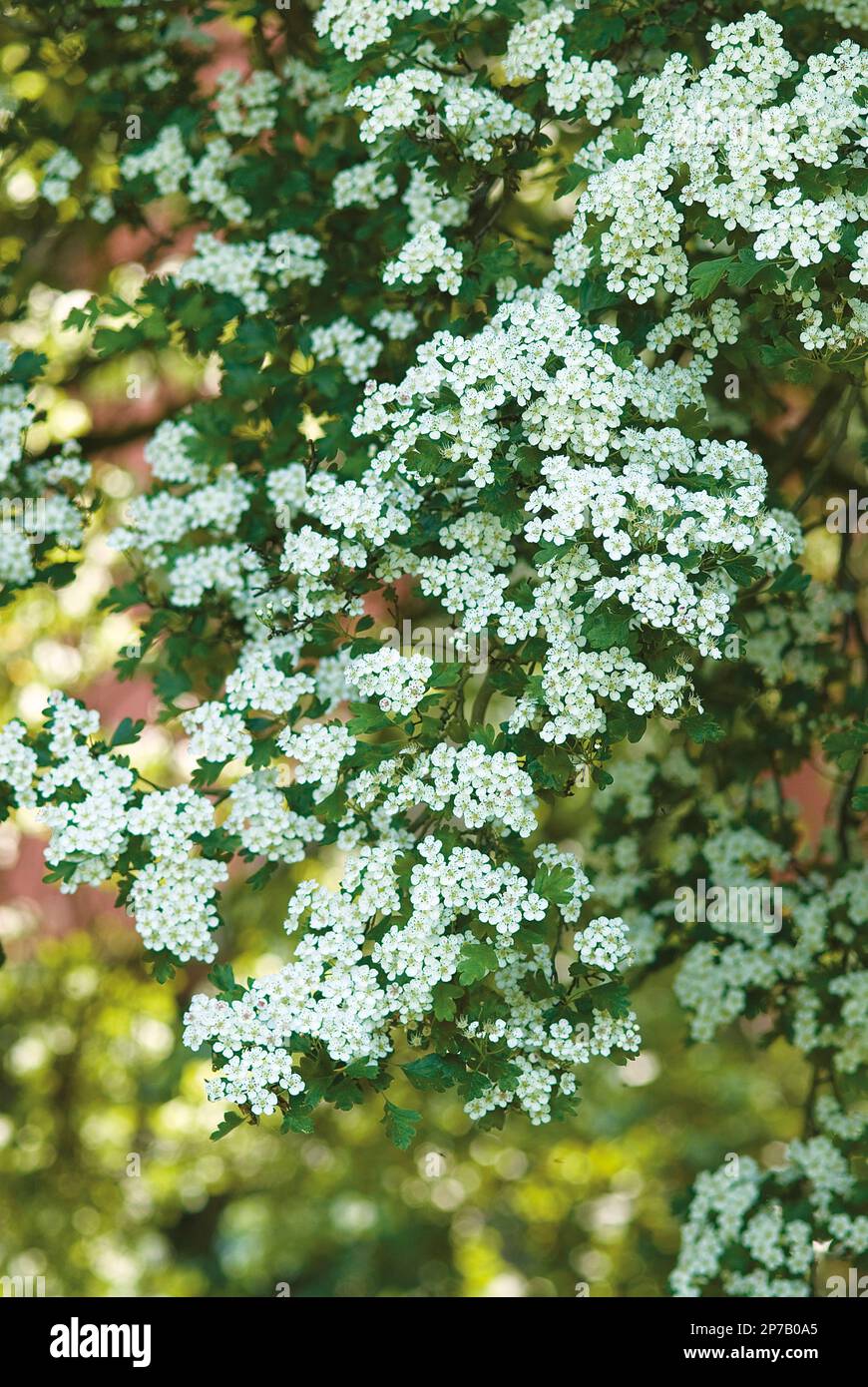 Crataegus monogyna white flowering hawthorn Stock Photo - Alamy