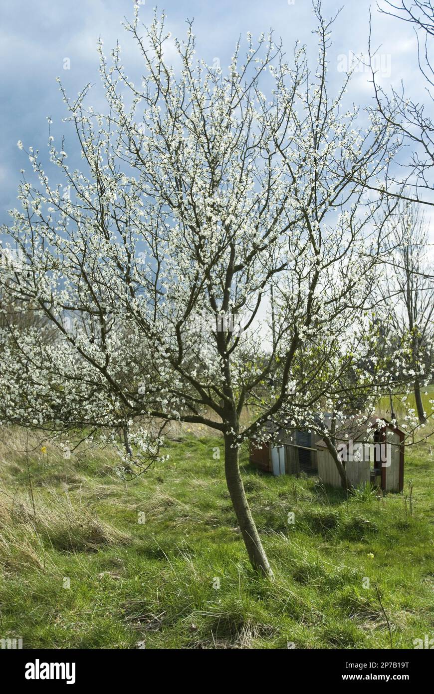 white damson blossom spring flowering tree in field orchard Stock Photo ...