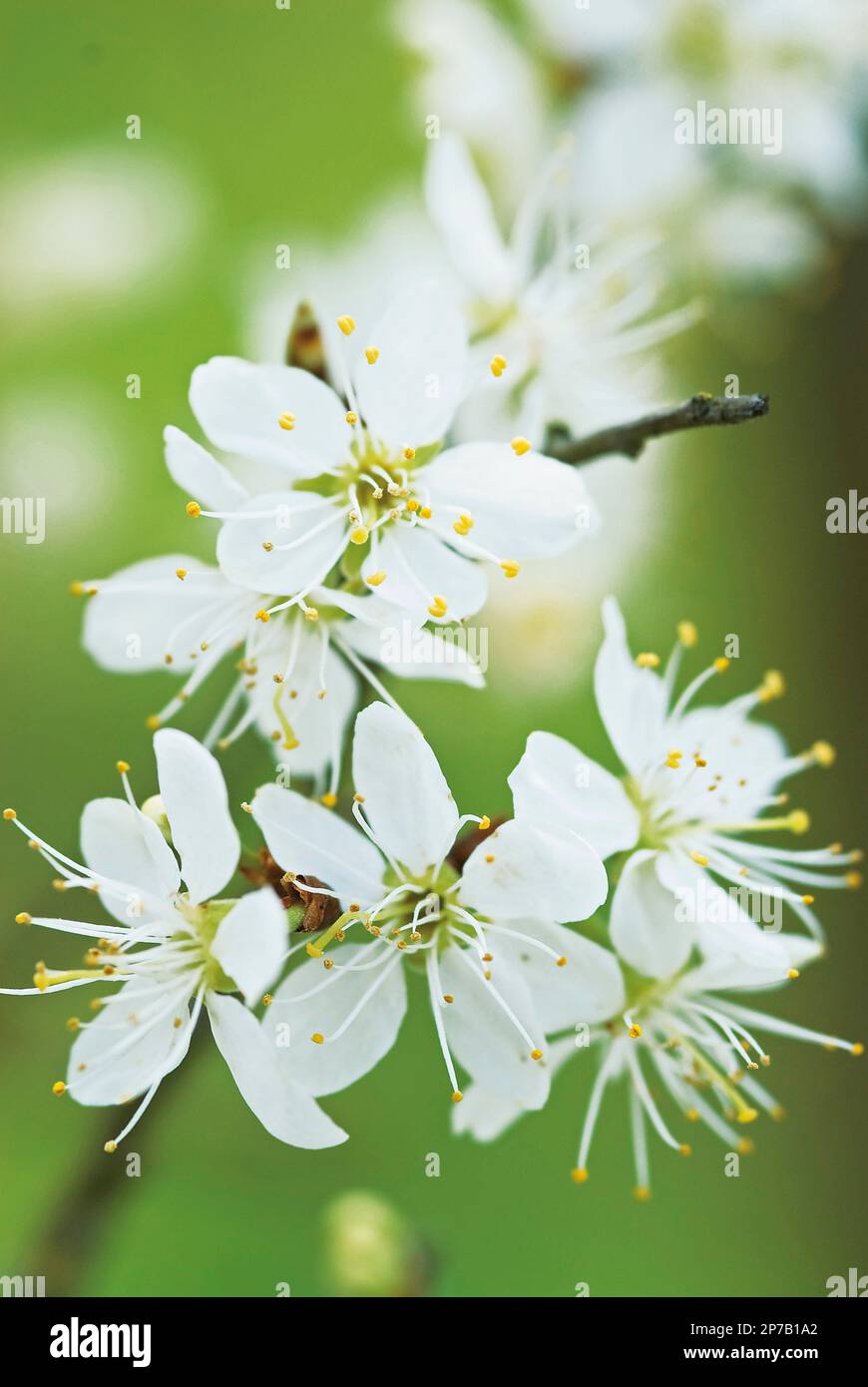 Damson blossom hi-res stock photography and images - Alamy