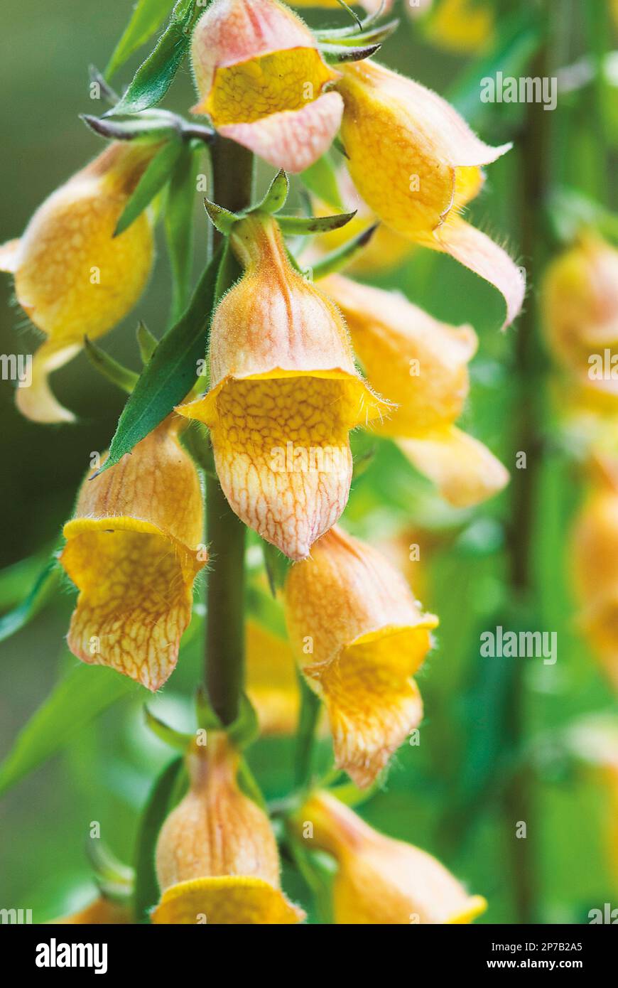 Digitalis 'Spice Island' yellow foxglove flower Stock Photo - Alamy