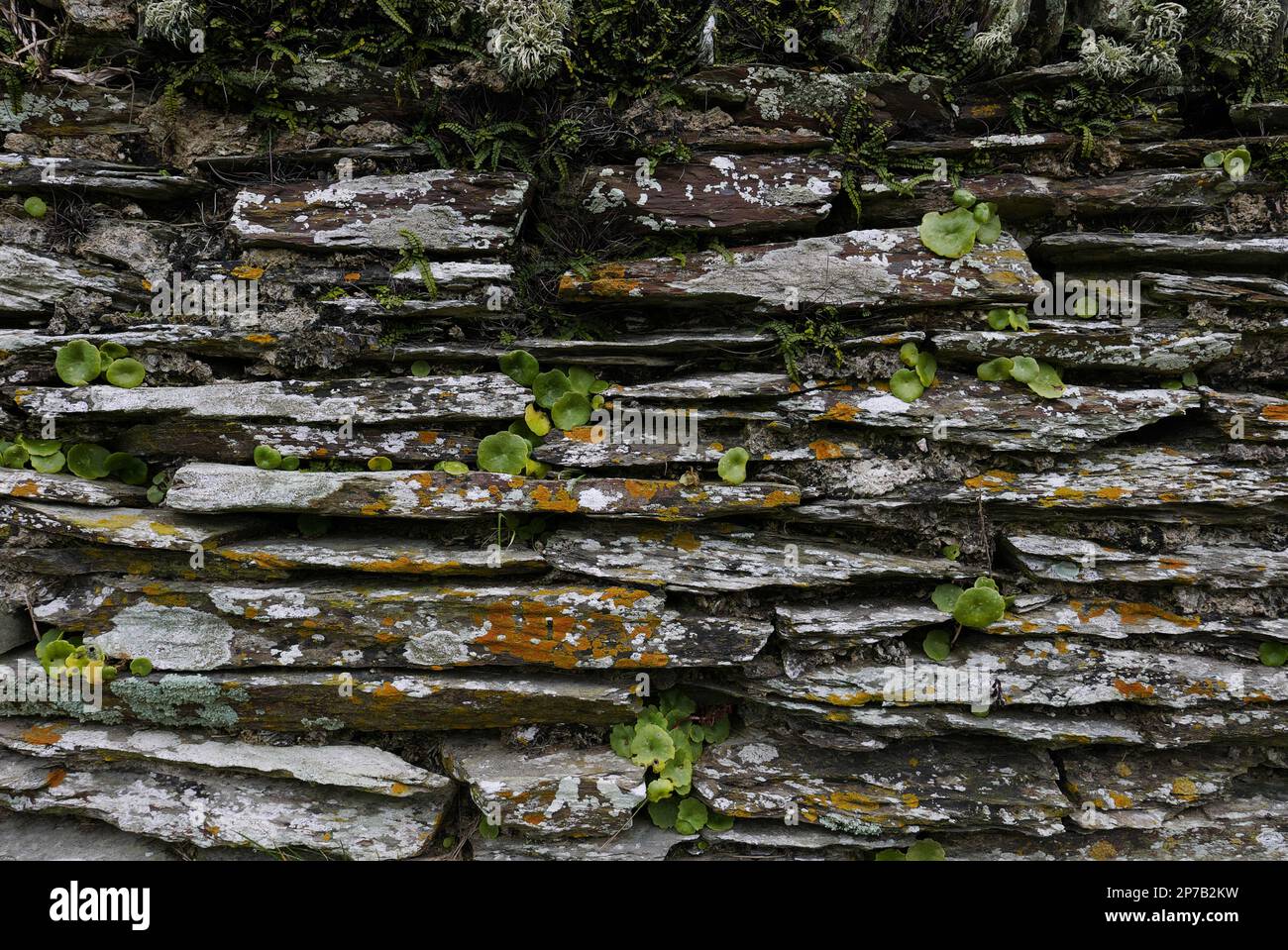 Navelwort umbilicus rupestris plant hi-res stock photography and images ...