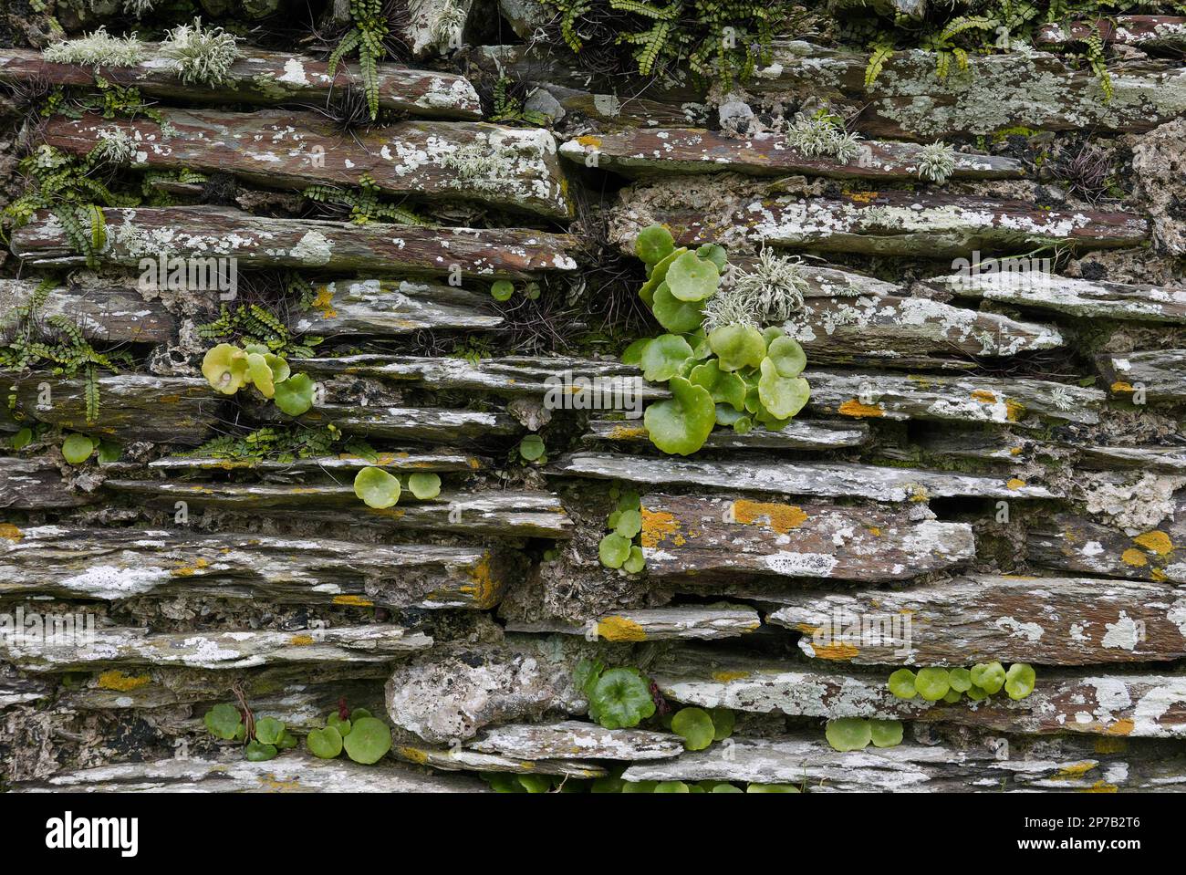 Navelwort umbilicus rupestris plant hi-res stock photography and images ...