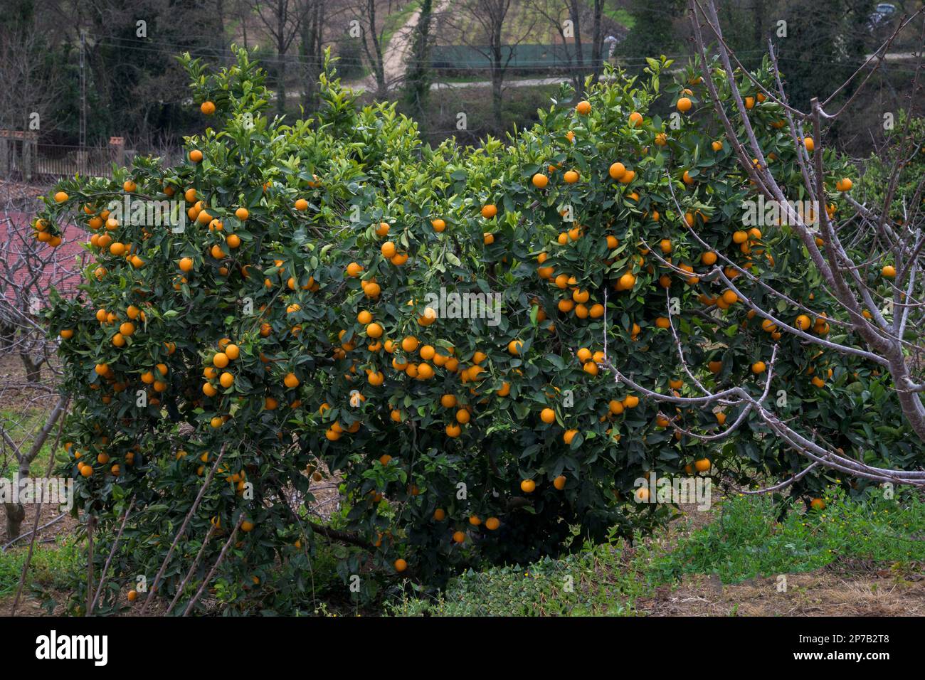 Orange tree full of ripe oranges ready for picking horizontal Stock ...