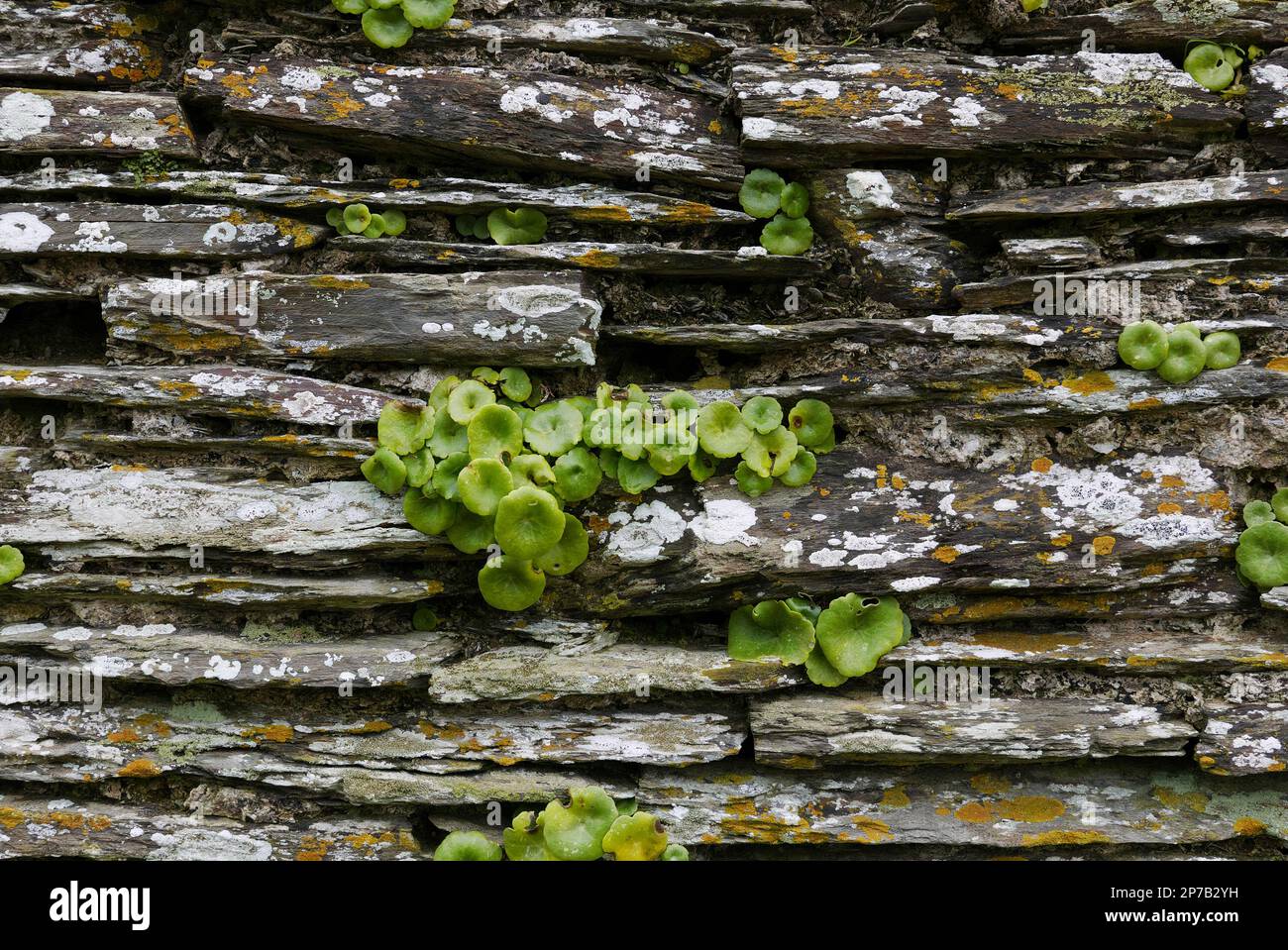Navelwort, Umbilicus rupestris, growing on old drstone wall. Devon ...