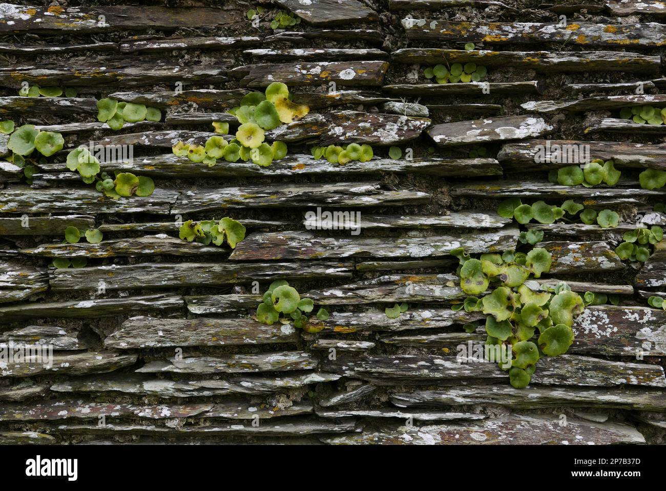 Navelwort umbilicus rupestris plant hi-res stock photography and images ...