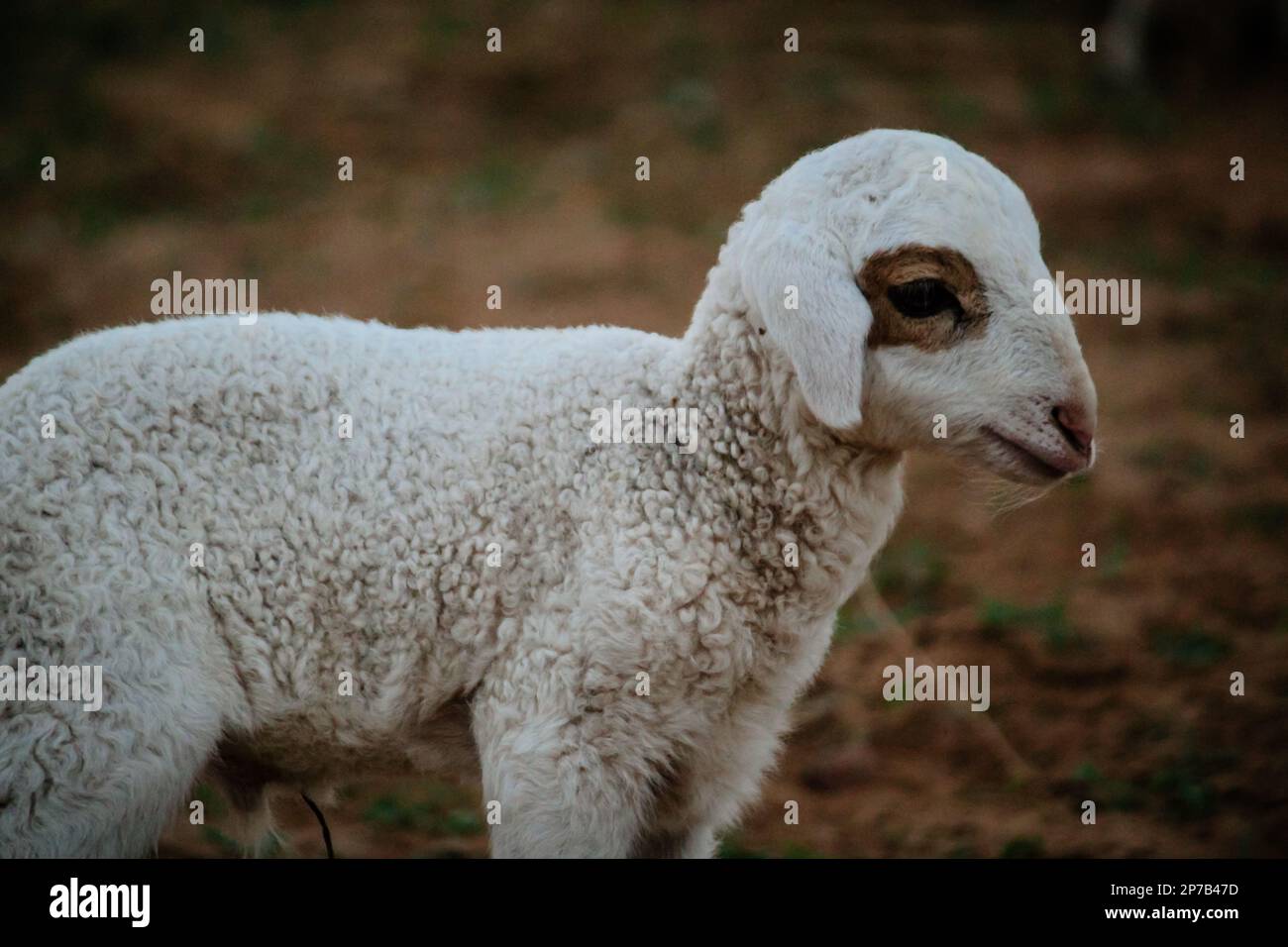 A small white sheep stands alone in the middle of an urban street ...
