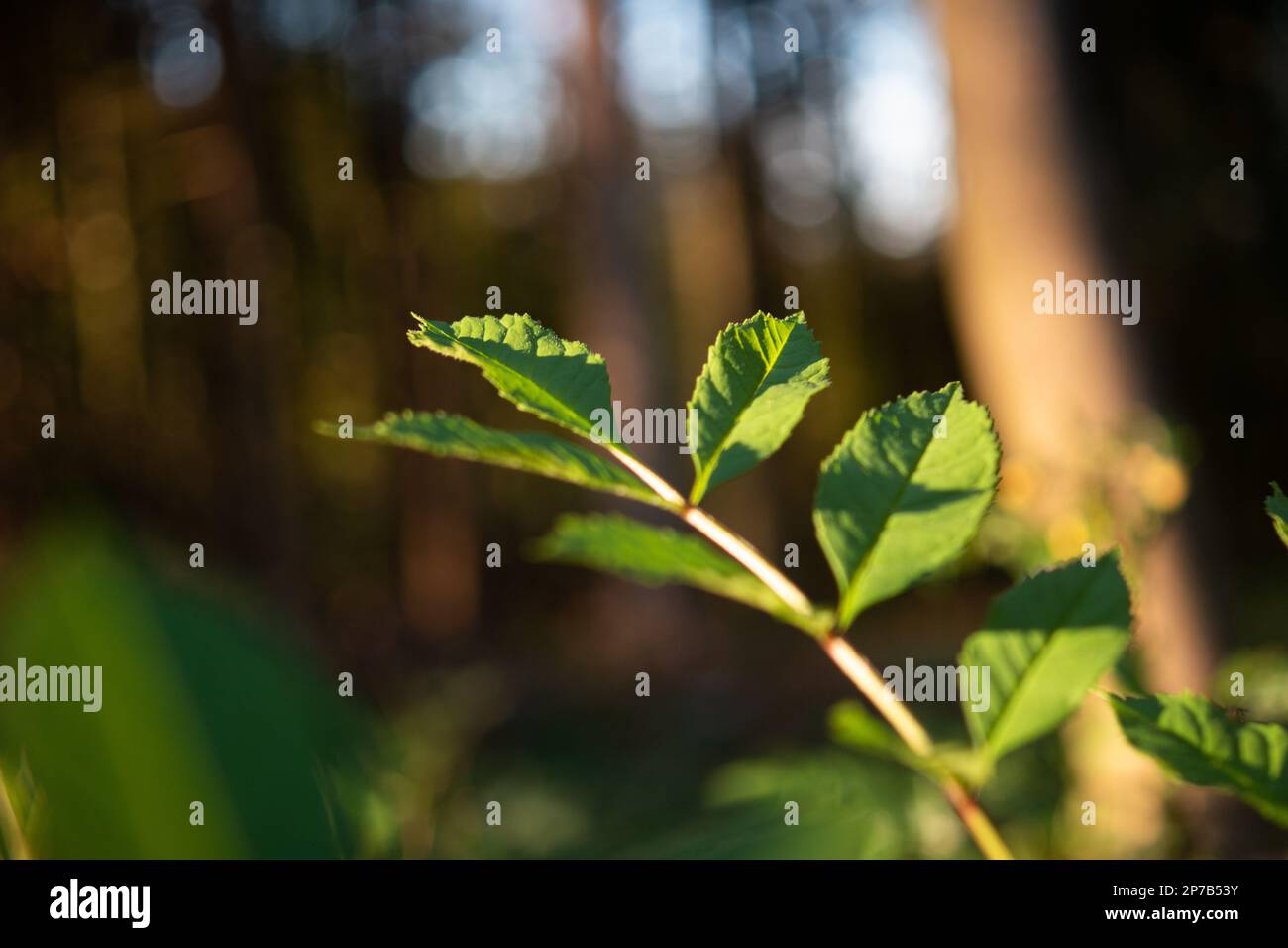 Fresh green sprout and leaves on a twig in the forest. Sunlight in the ...
