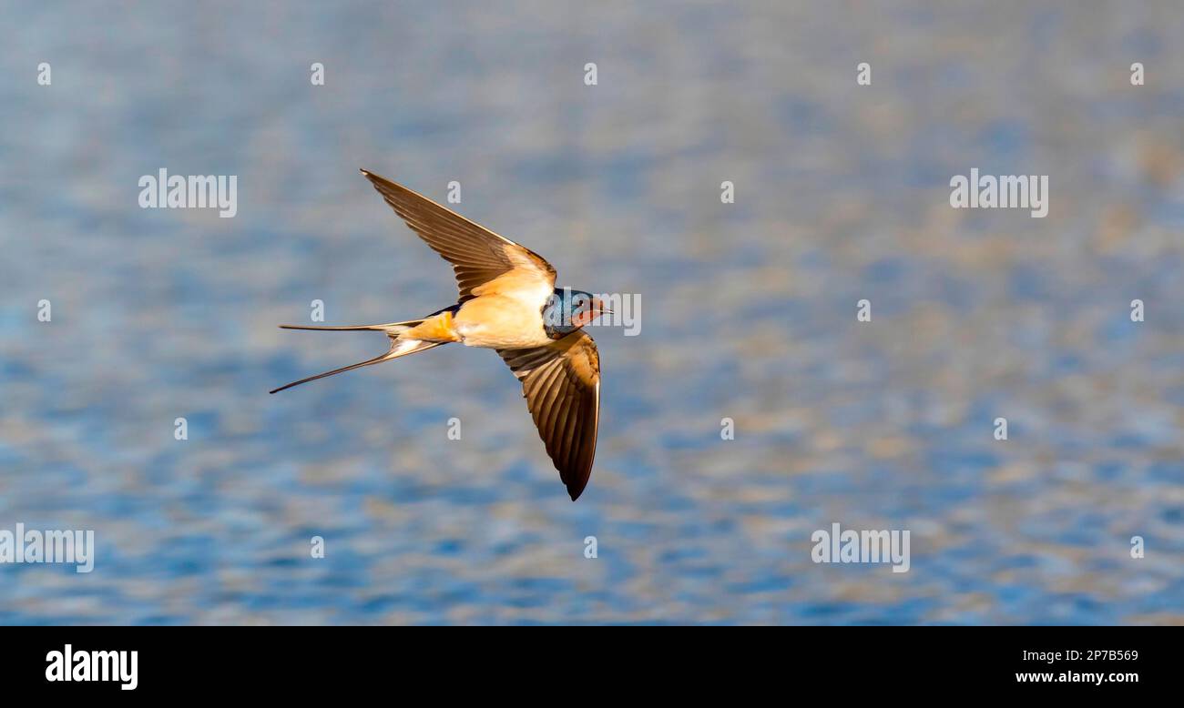Barn swallow Hirundo rustica flies over the water and catches insects ...