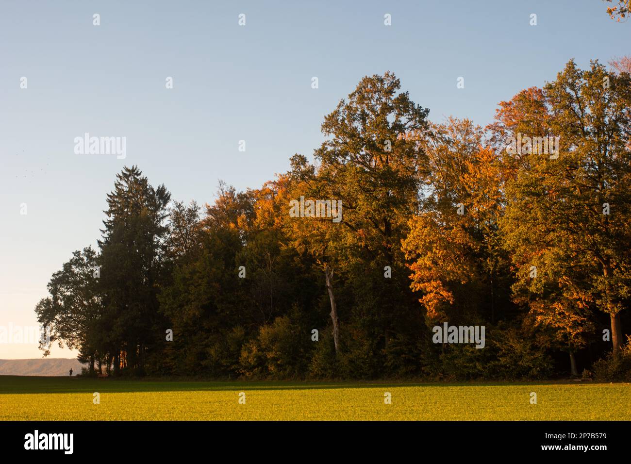 Beautiful trees in late autumn hi-res stock photography and images - Alamy