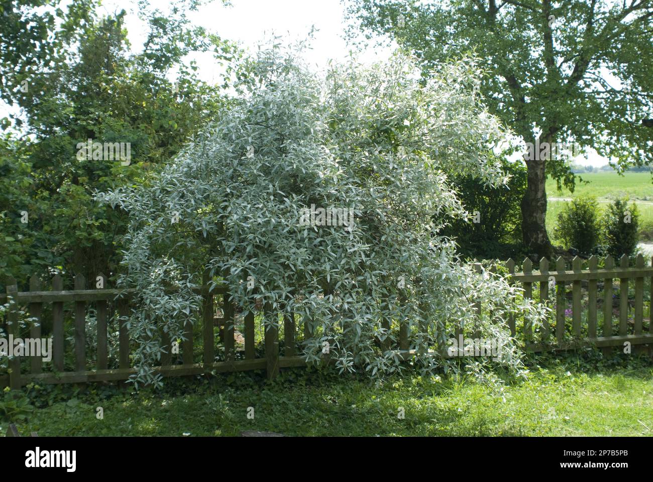 Elaeagnus quicksilver hi-res stock photography and images - Alamy