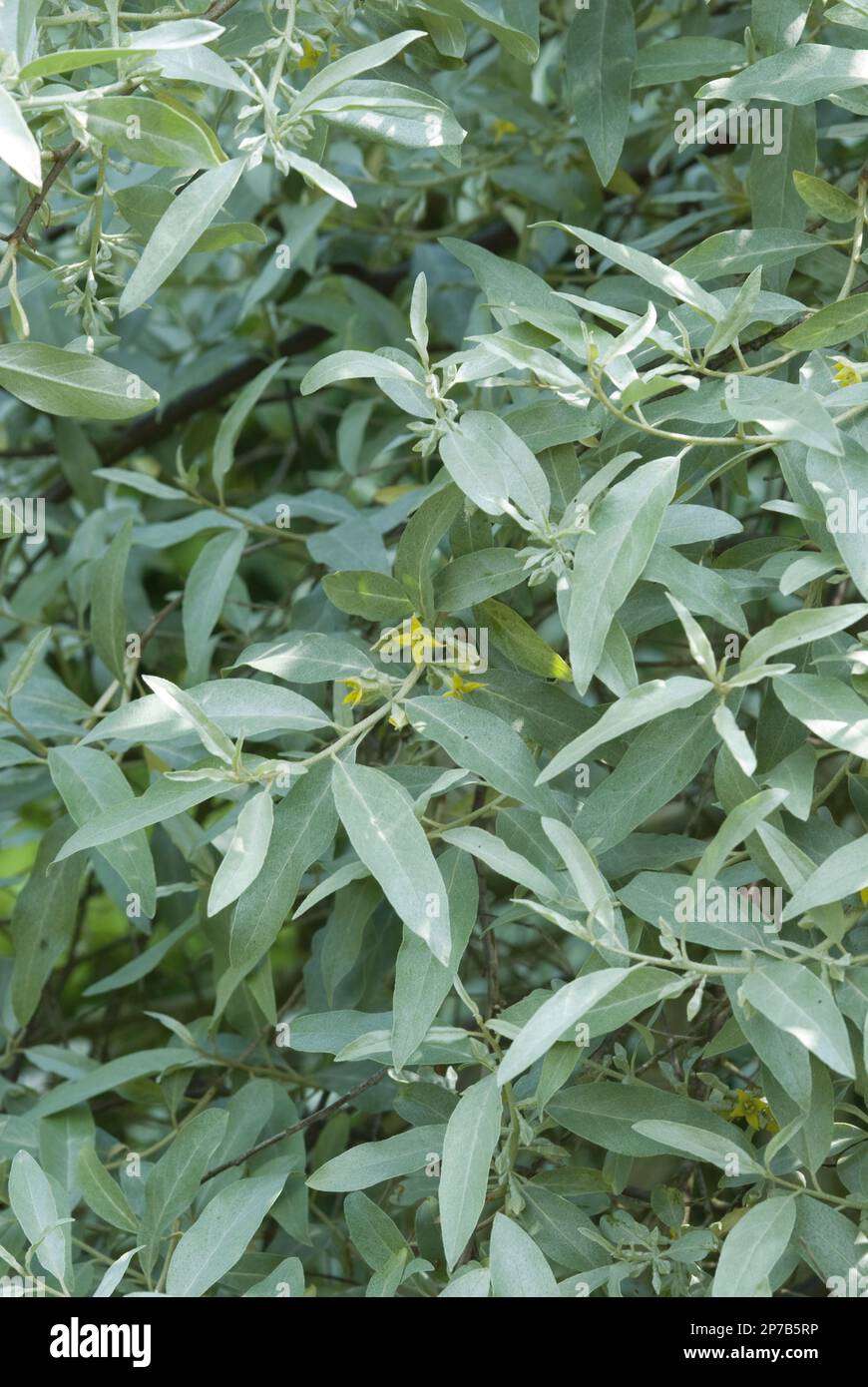 Elaeagnus 'Quicksilver' silvery green bush with tiny yellow flowers ...