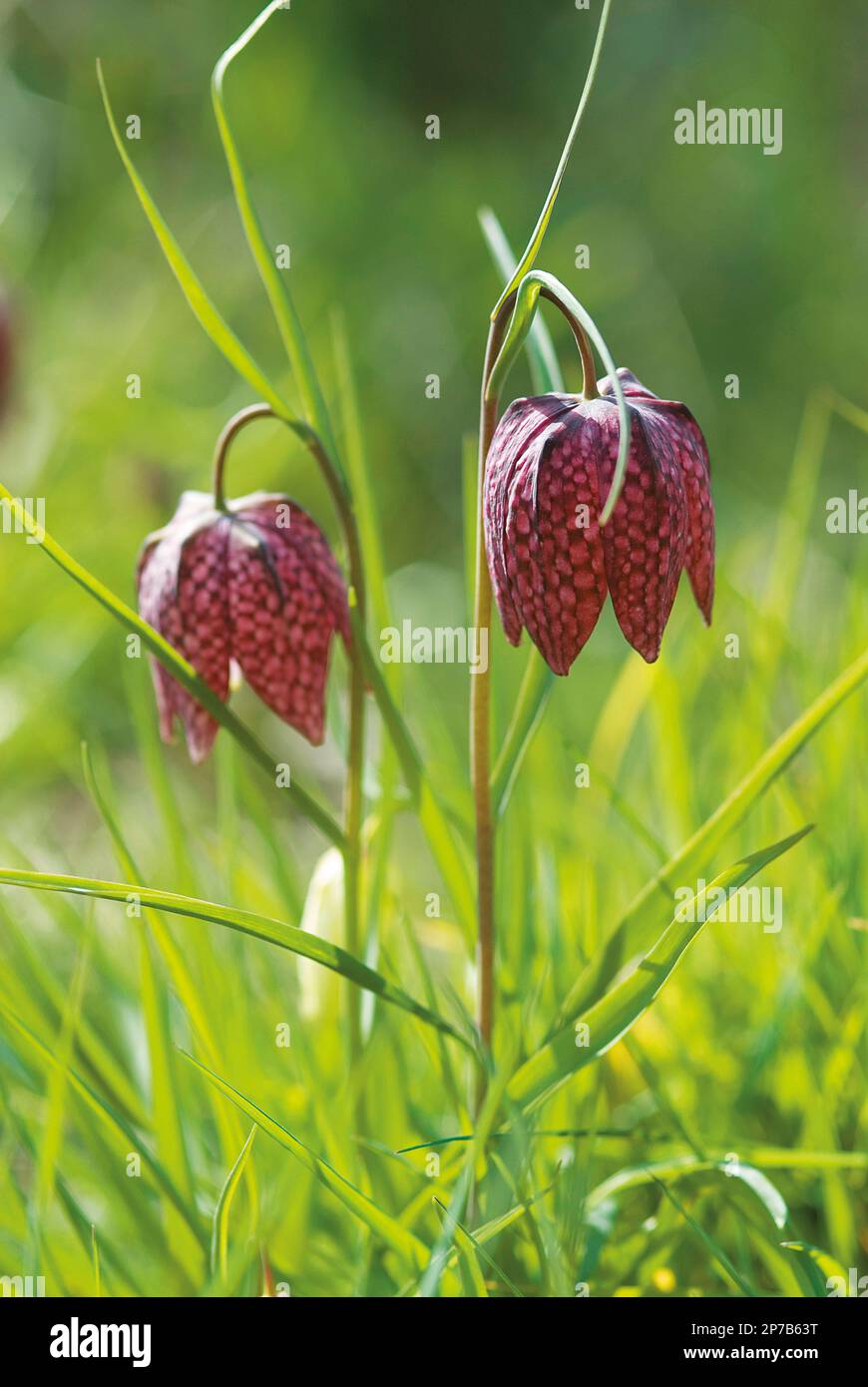 Snakes head hi-res stock photography and images - Alamy