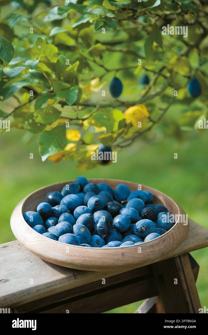 crop of purple plum fruits Stock Photo - Alamy