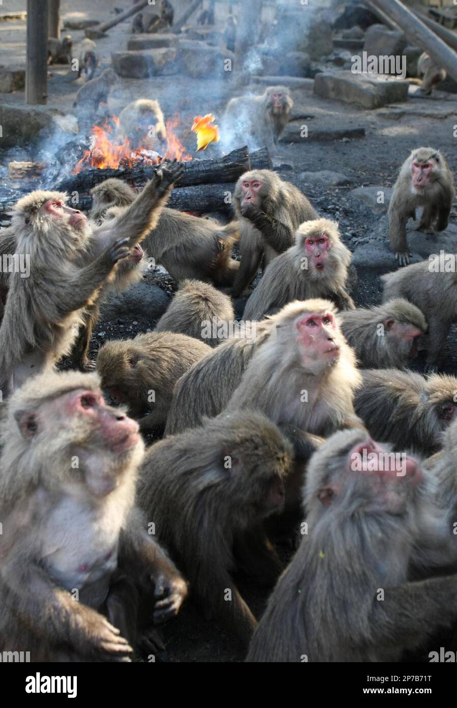 Monkeys warm themselves in an open-air fire at the Japan Monkey Centre ...