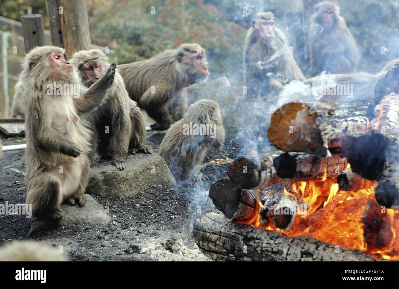 Monkeys warm themselves in an open-air fire at the Japan Monkey Centre ...