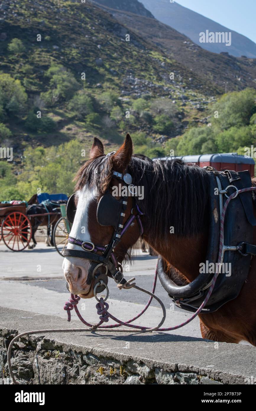 Everyday Life In Ireland Stock Photo - Alamy