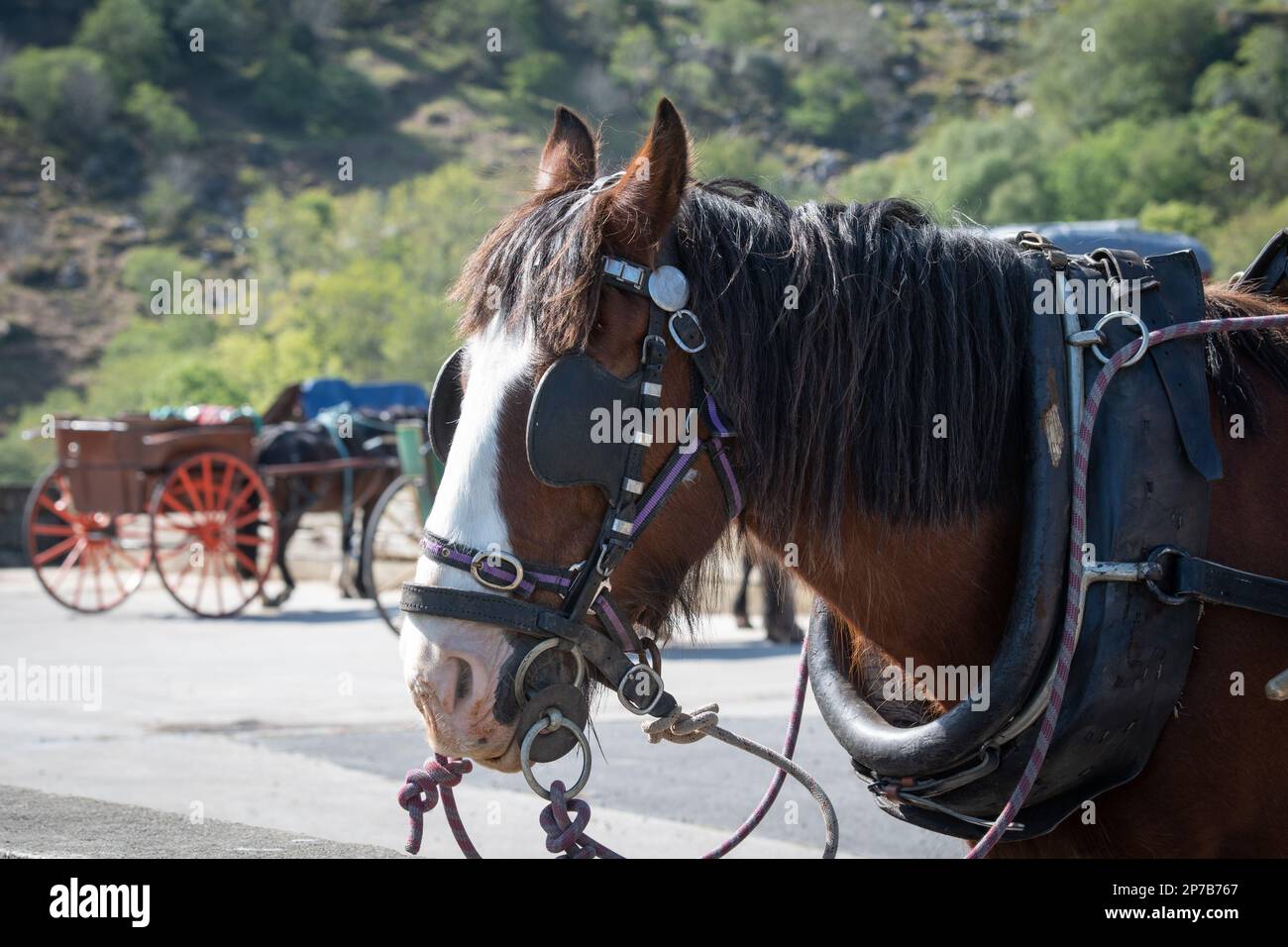 Everyday Life In Ireland Stock Photo - Alamy