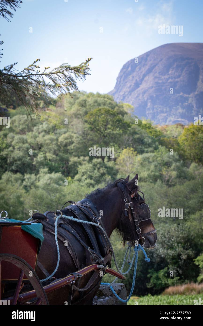 Everyday Life In Ireland Stock Photo - Alamy