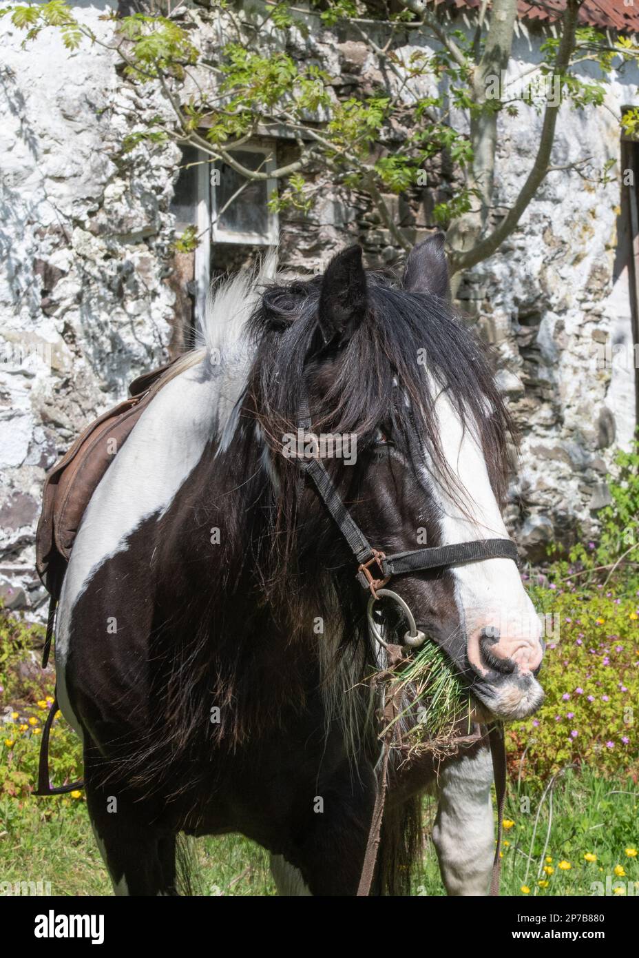 Everyday Life In Ireland Stock Photo - Alamy