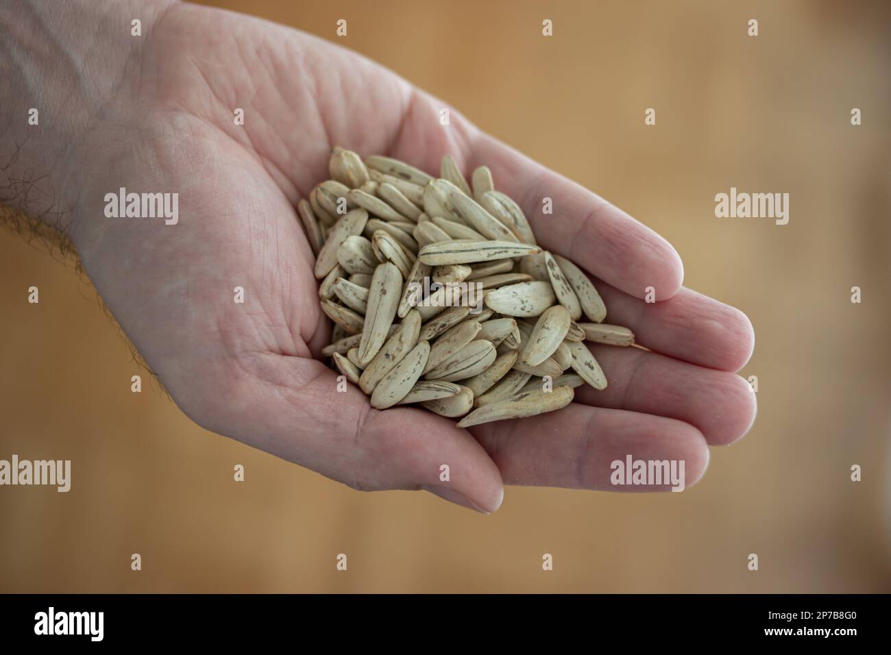 Whole dried sunflower seeds held in hand by Caucasian male hand. Top ...