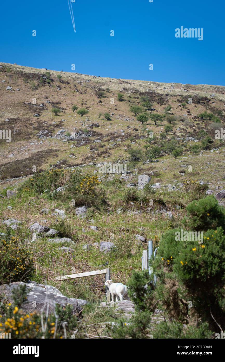 Everyday Life In Ireland Stock Photo - Alamy