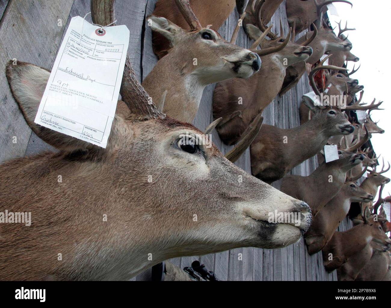 Fort Campbell Deer Bust Clipart