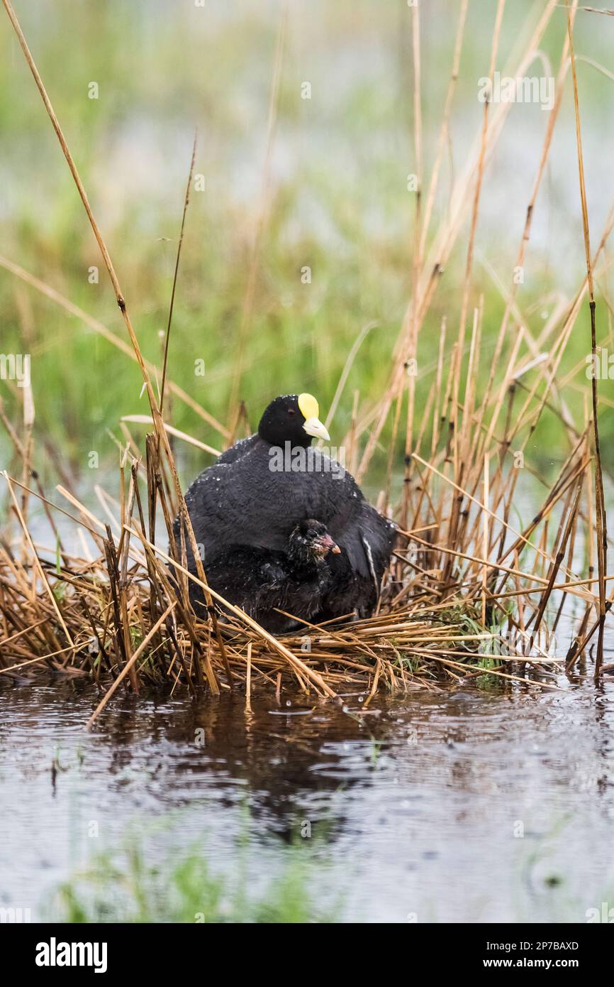 White winged Coot swimming in a lagoon, La Pampa Province, Patagonia ...