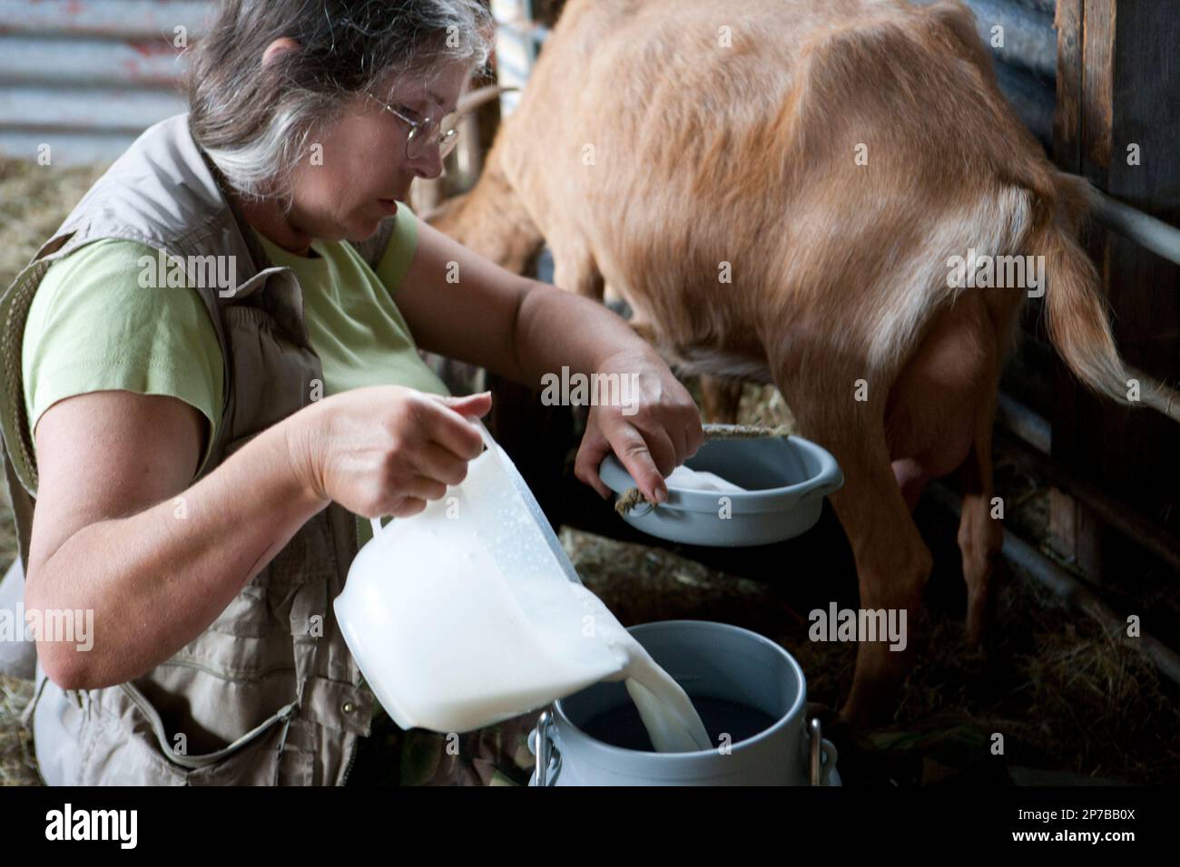Pail goat milk hi-res stock photography and images - Alamy