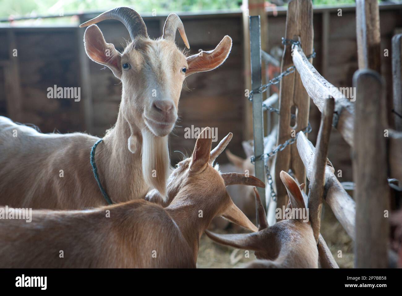Goat in wooden pens hi-res stock photography and images - Alamy