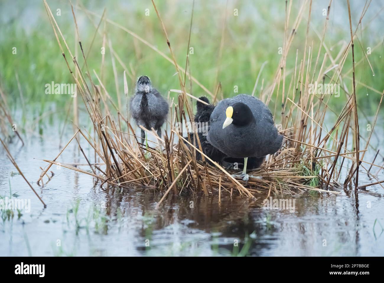White winged Coot swimming in a lagoon, La Pampa Province, Patagonia ...