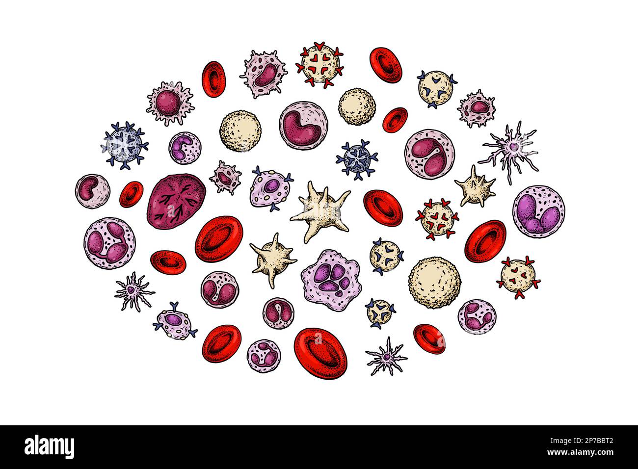 Human blood sells. Medicine scientific poster. Microbiology anatomy ...