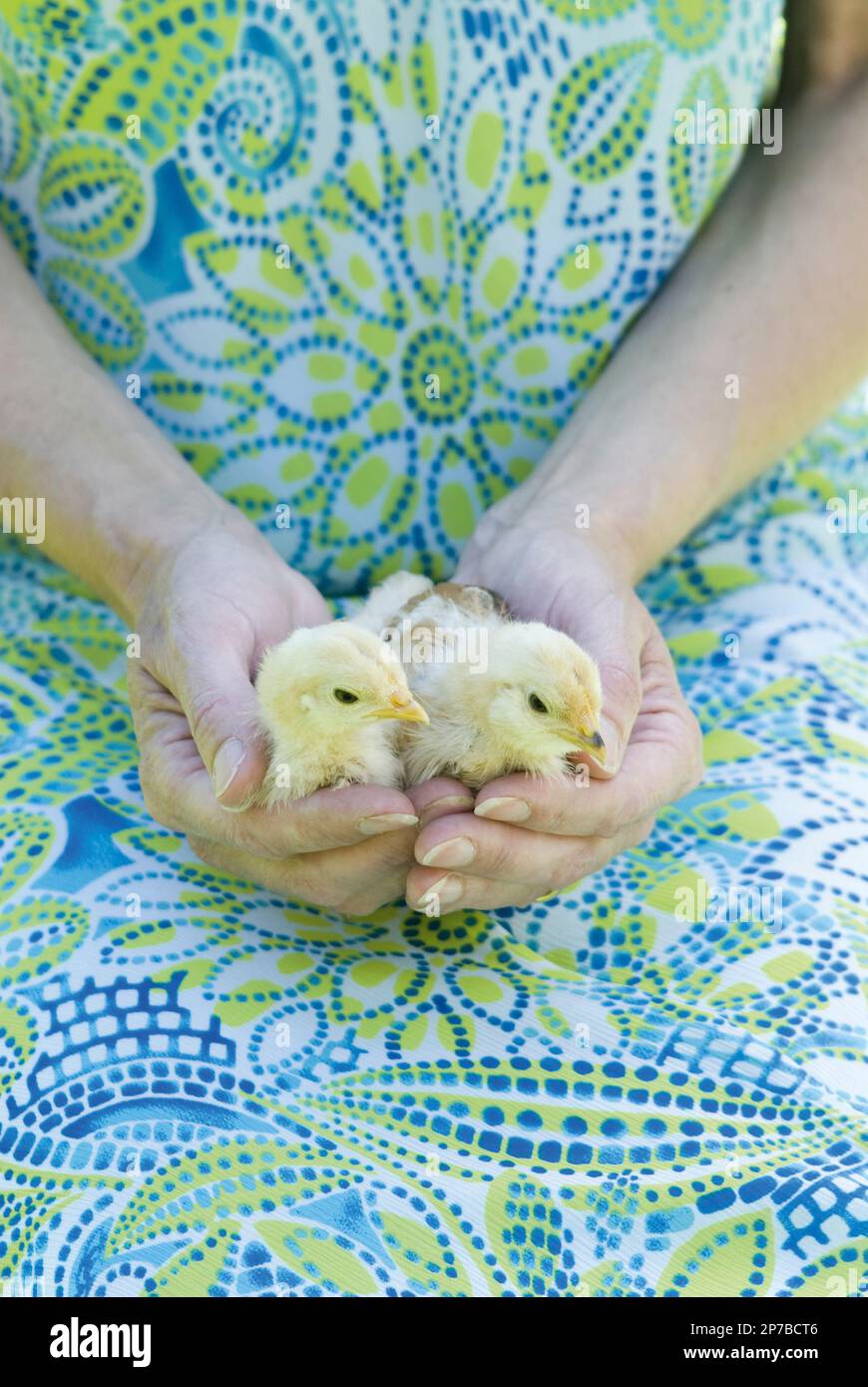 Two newly hatched baby chicks held in palms Stock Photo - Alamy