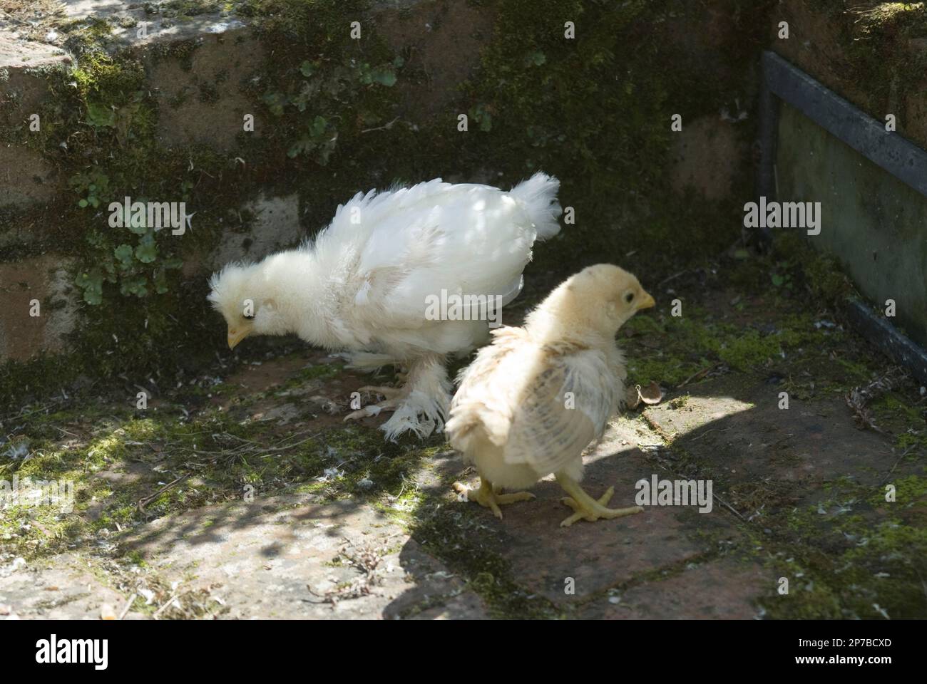 Bantam chickens hi-res stock photography and images - Alamy