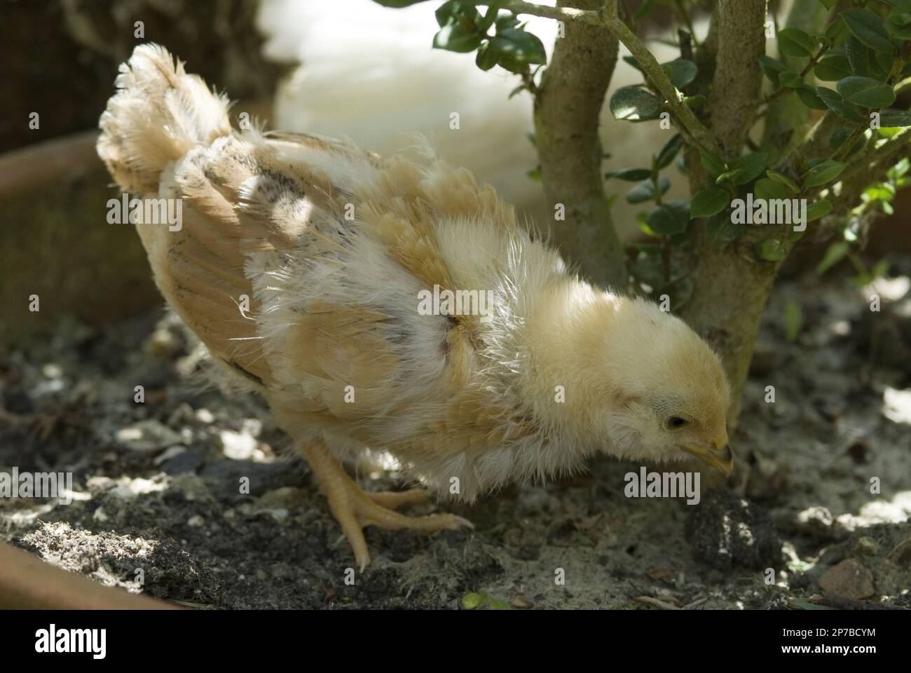 A young yellow nankin bantam chick exploring Stock Photo - Alamy
