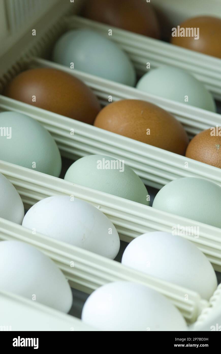 Chicken eggs hatching incubator hi-res stock photography and images - Alamy