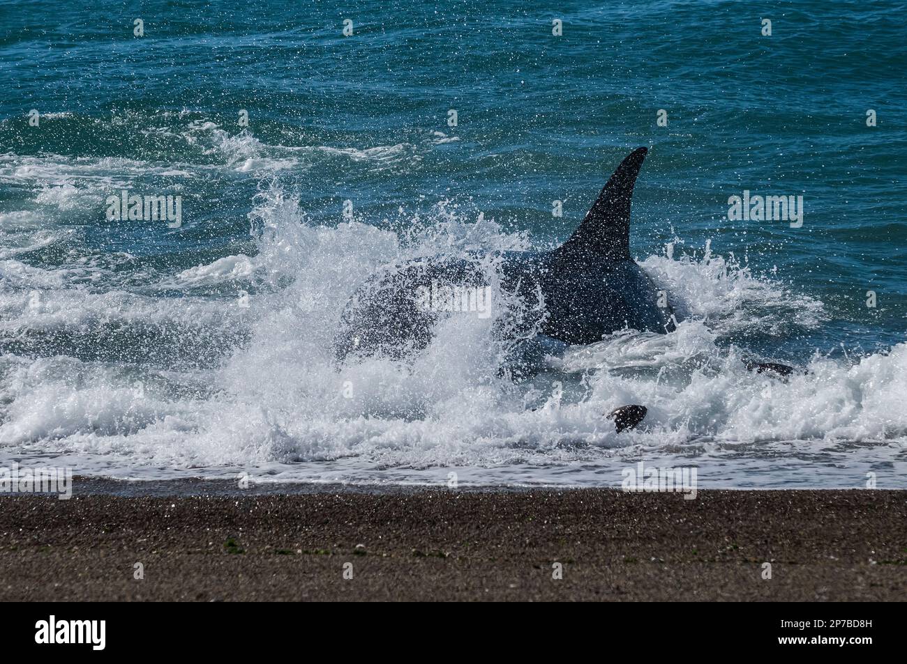 Killer whale hunting sea lions, Peninsula Valdes, Patagonia, Argentina ...