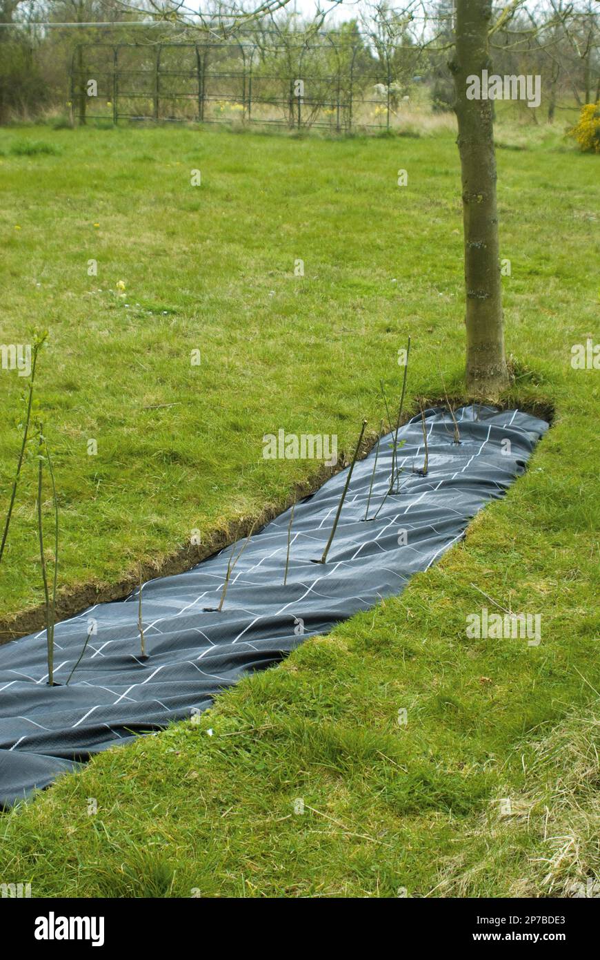 New hedge being planted through black fabric along channel in grass ...