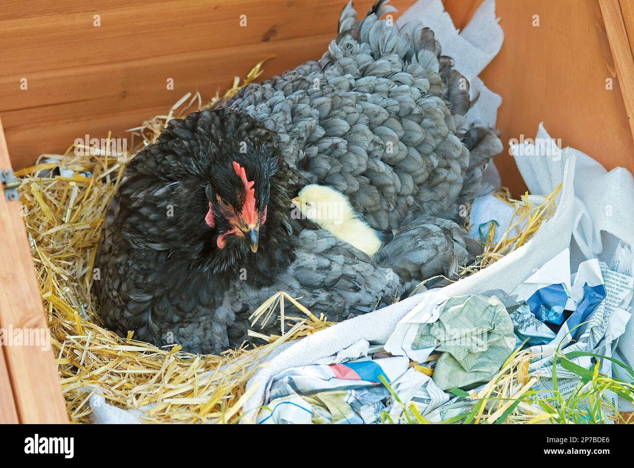 broody black cochin hen with chick in broody pen Stock Photo - Alamy