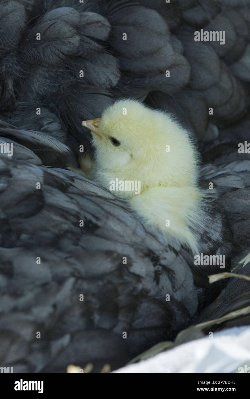 baby chick nestling in mother's feathers, black hen cream chick Stock ...