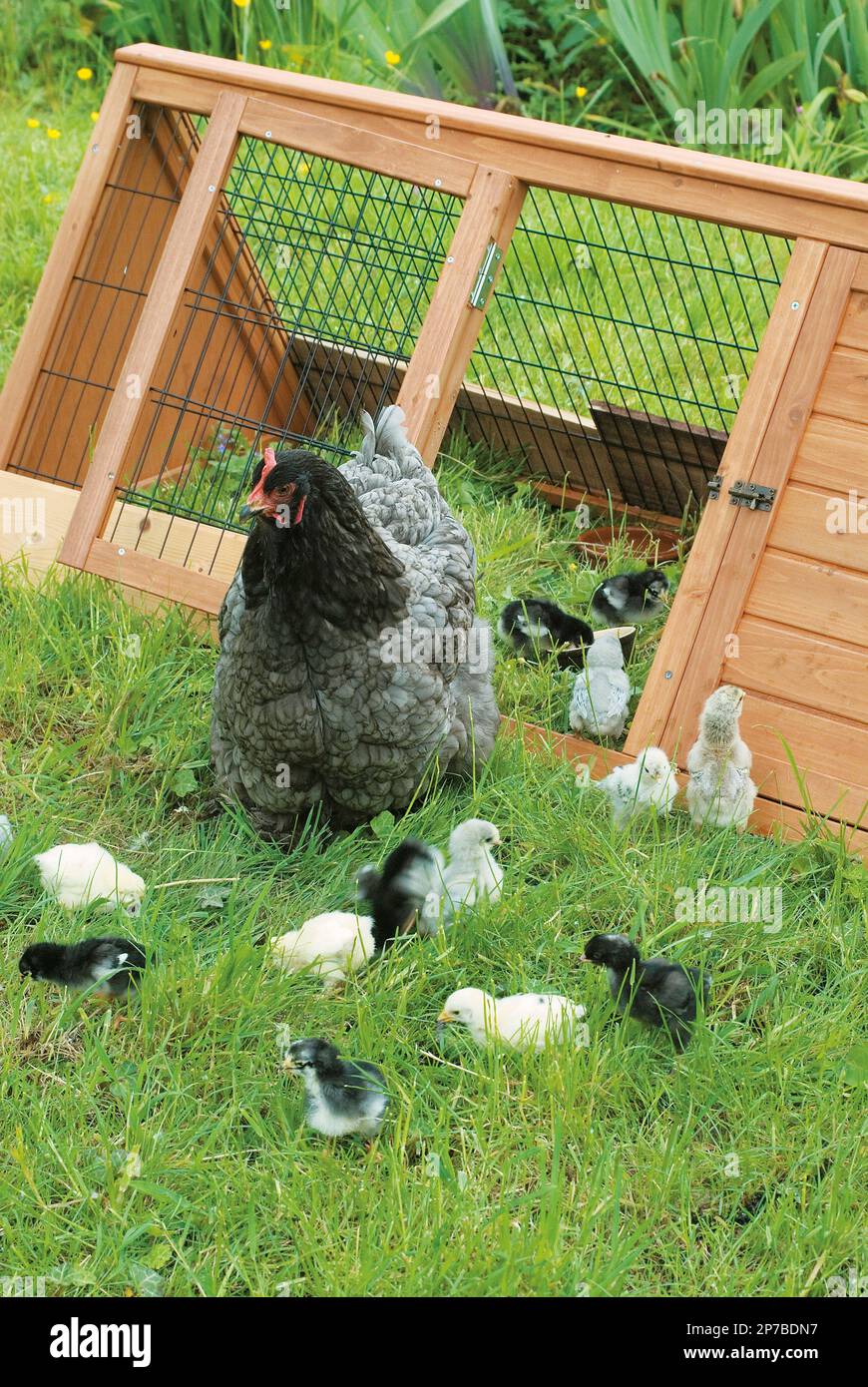 A blue cochin hen watches over her foster chicks including Araucanas ...