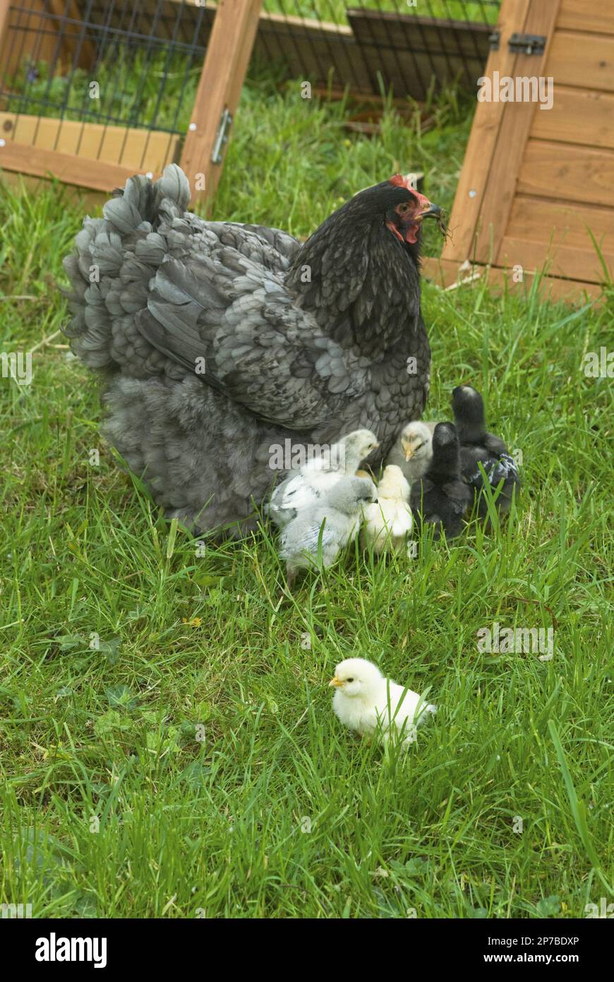 Hen and chicks Stock Photo - Alamy