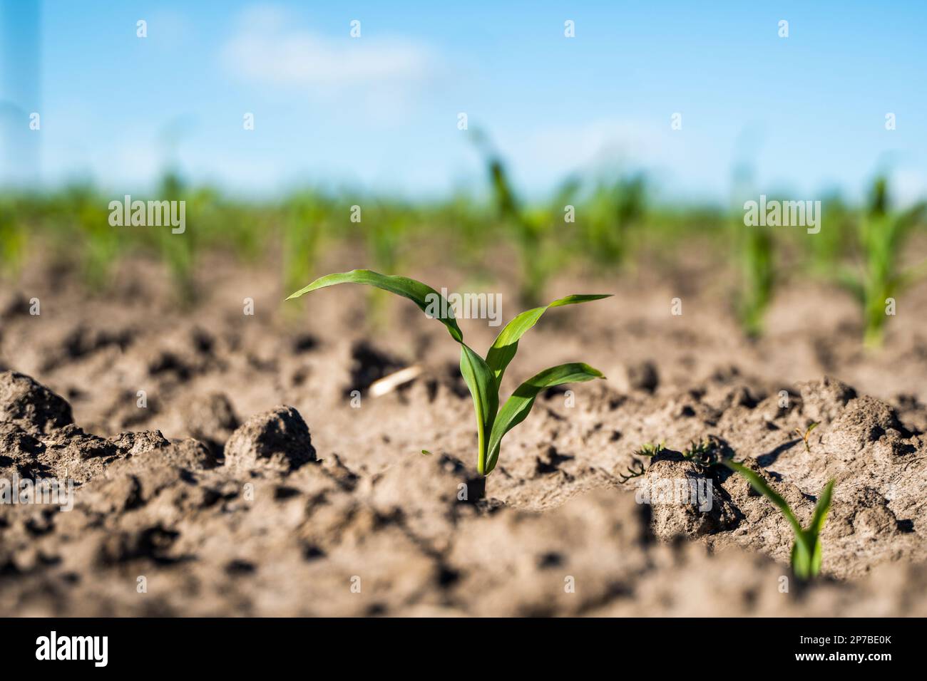 Close up seeding maize plant, Green young corn maize plants growing ...