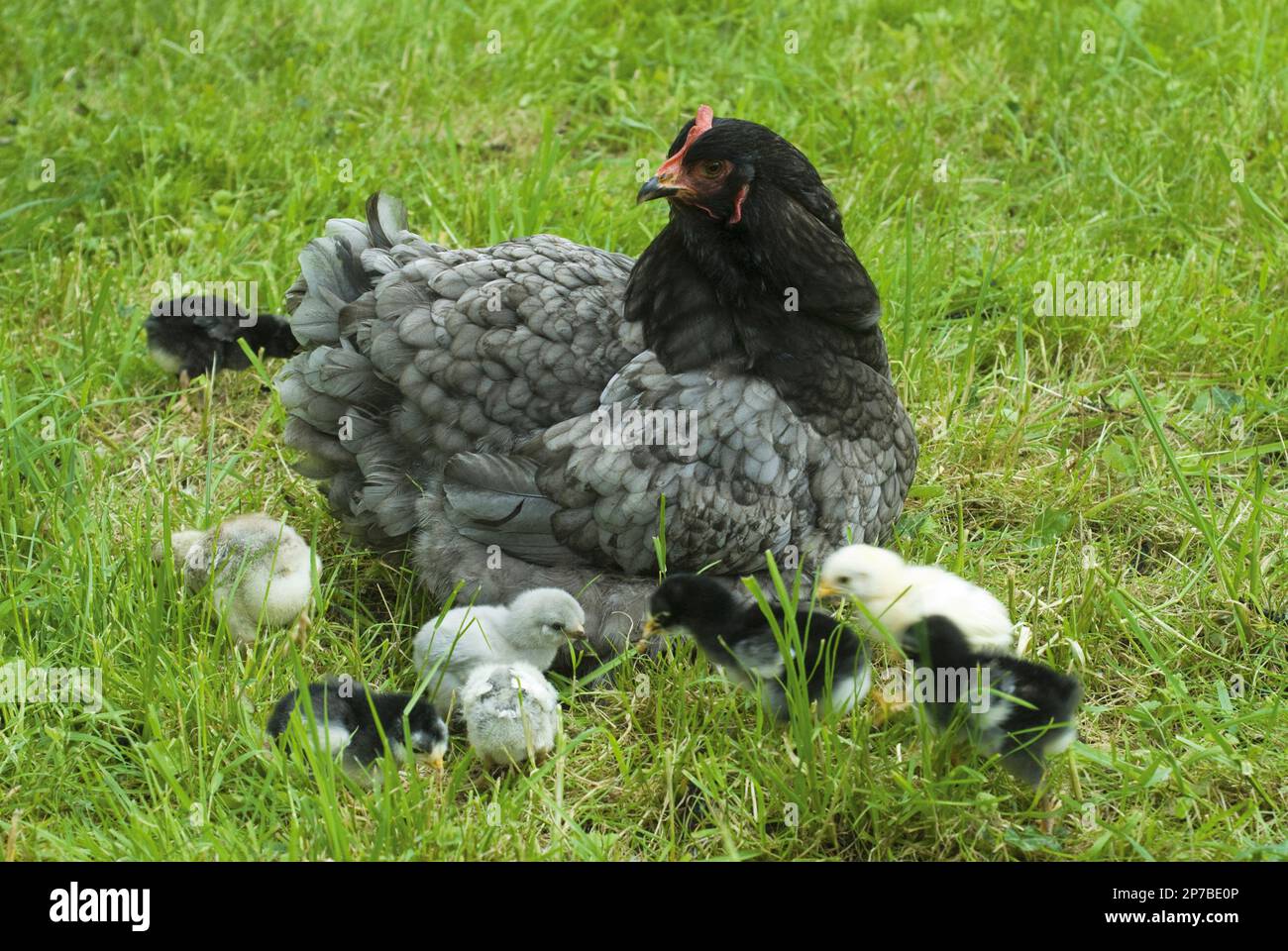 A blue cochin hen watches over her foster chicks including Araucanas ...