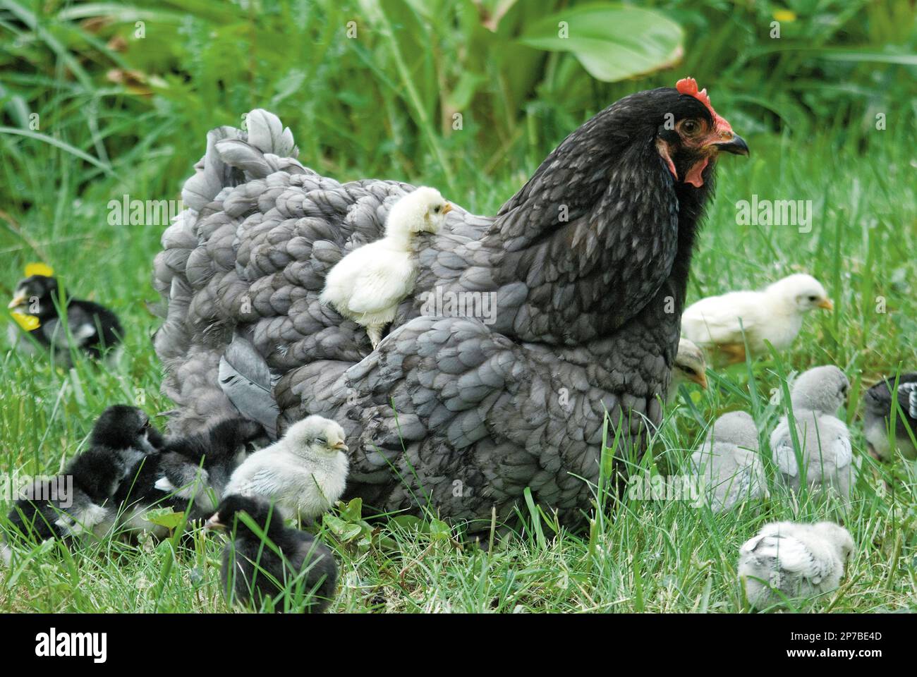 Foster cottage hi-res stock photography and images - Alamy