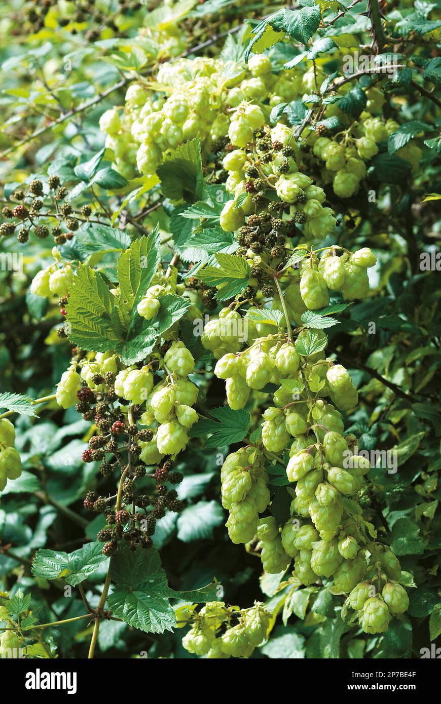 Berries edible garden hedge hi-res stock photography and images - Alamy